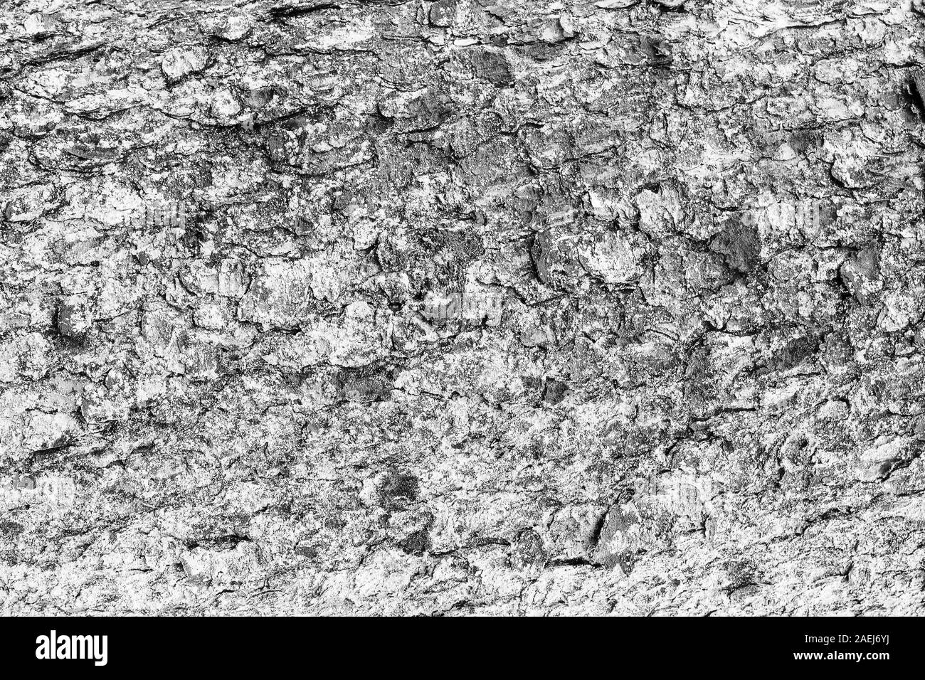 Monochrome bark of spruce tree texture. Abstract background for design ...