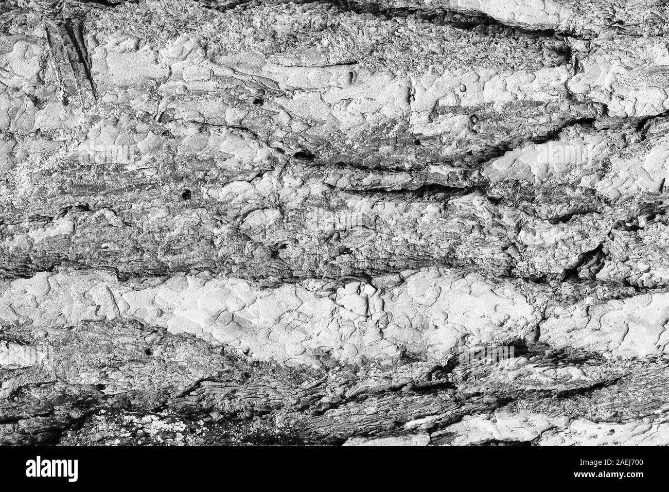 Monochrome bark of pine tree texture. Abstract background for design ...