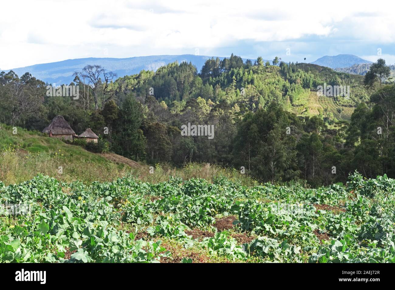 traditional farmers house in the mountains, with vegetable beds ...