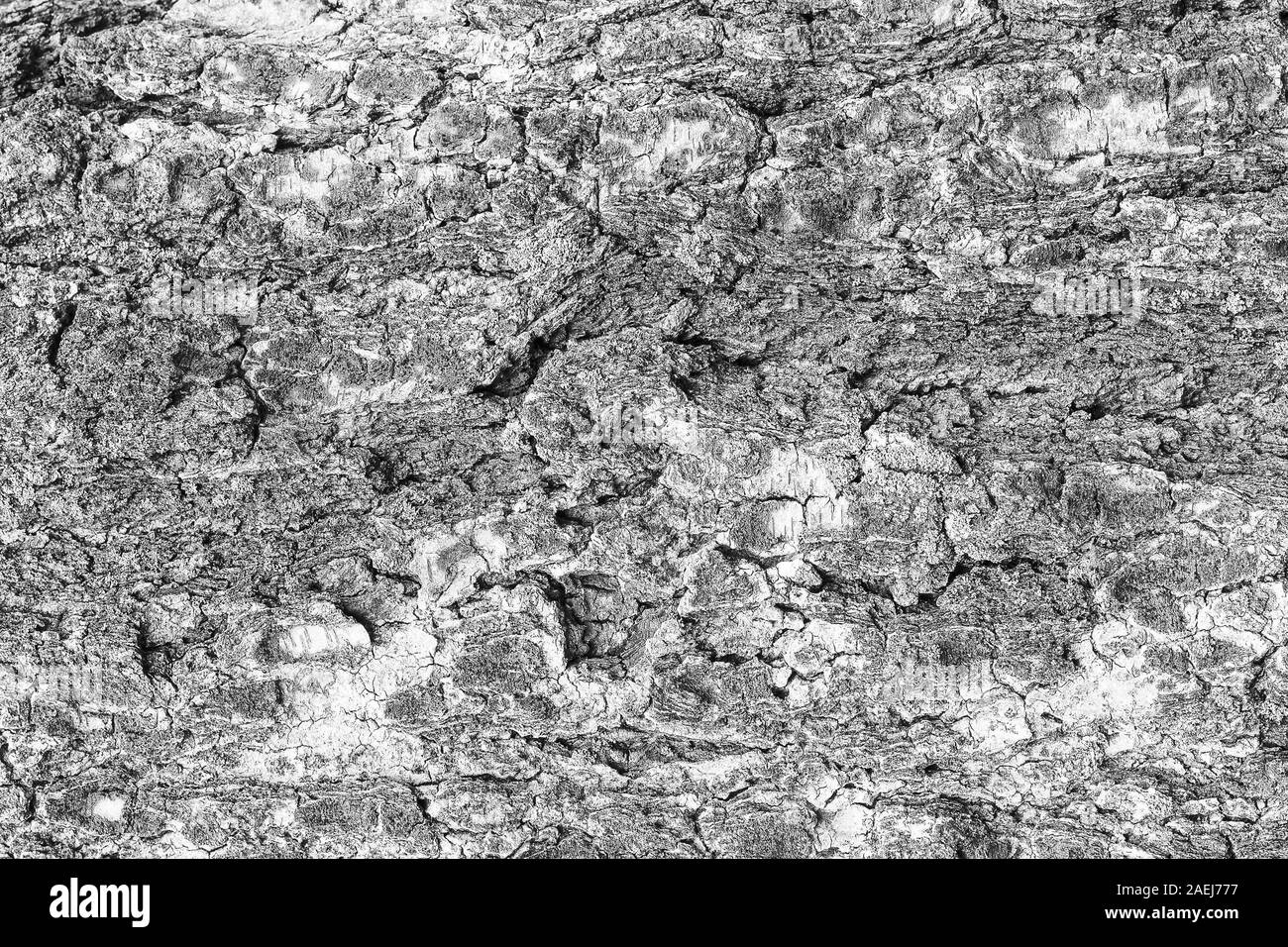 Monochrome bark of pine tree texture. Abstract background for design ...