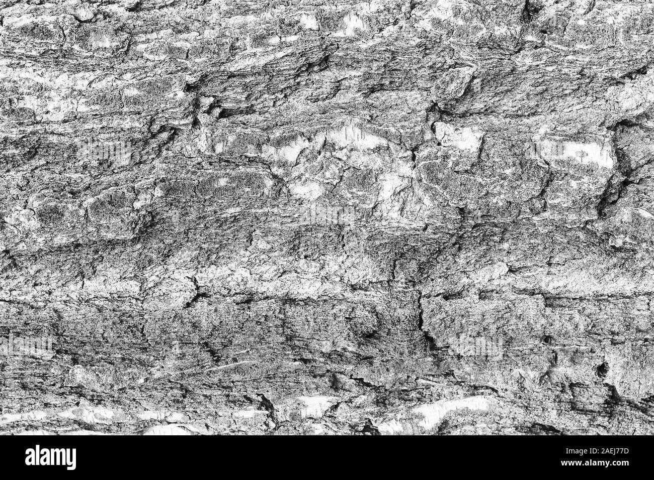 Monochrome bark of pine tree texture. Abstract background for design ...