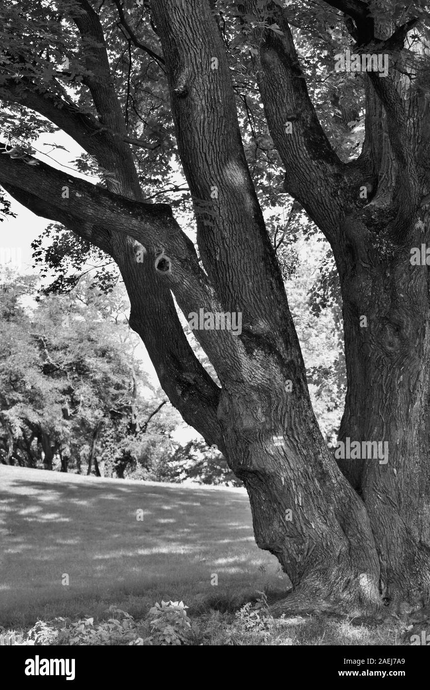 Sad tree hi-res stock photography and images - Alamy