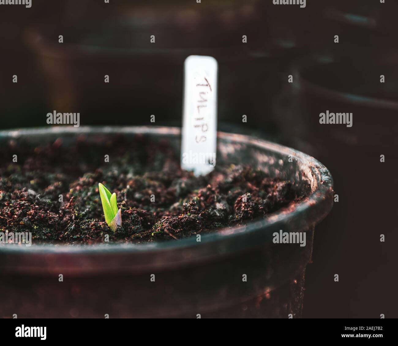 The tiny green shoot of a tulip in a plant pot with a plastic tab Stock ...