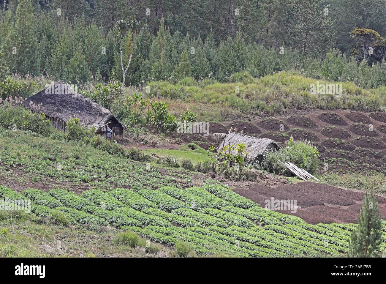 traditional upland farm Wapenamanda, Papua New Guinea June Stock Photo ...