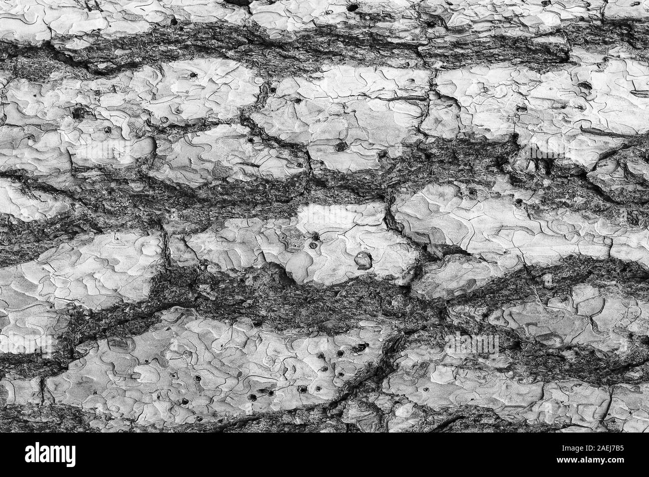 Monochrome bark of pine tree texture. Abstract background for design ...