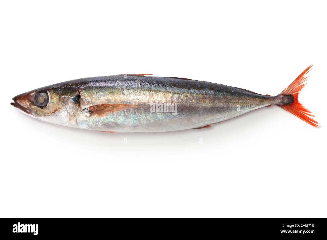 red tail horse mackerel isolated on white background Stock Photo - Alamy