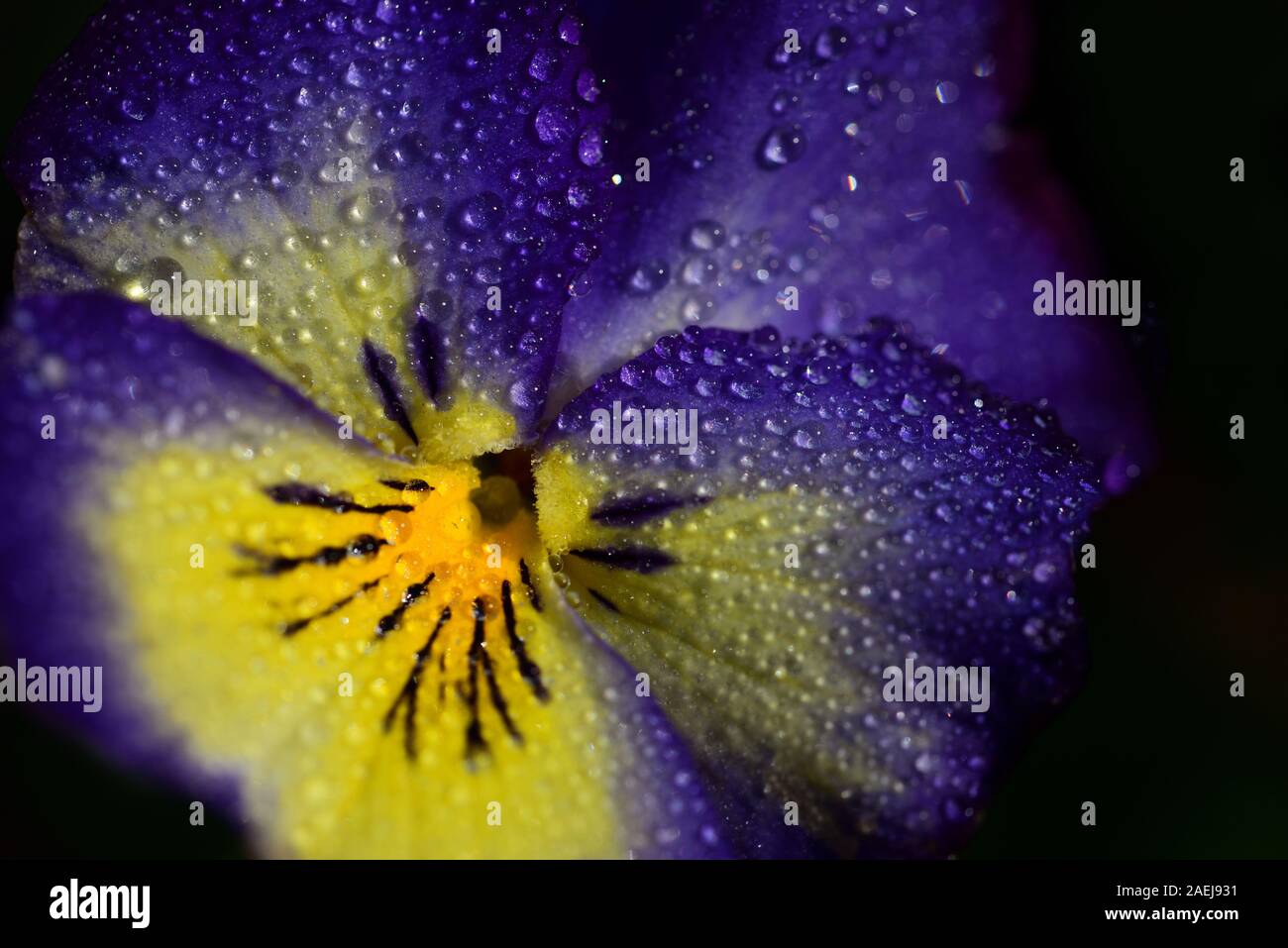 Closeup and background with the blossom of a yellow blue pansy with ...