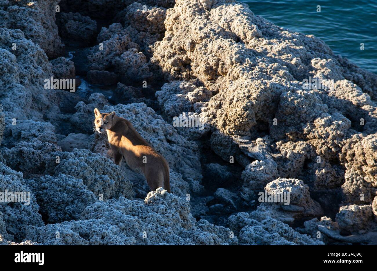 Female pumas hi-res stock photography and images - Alamy
