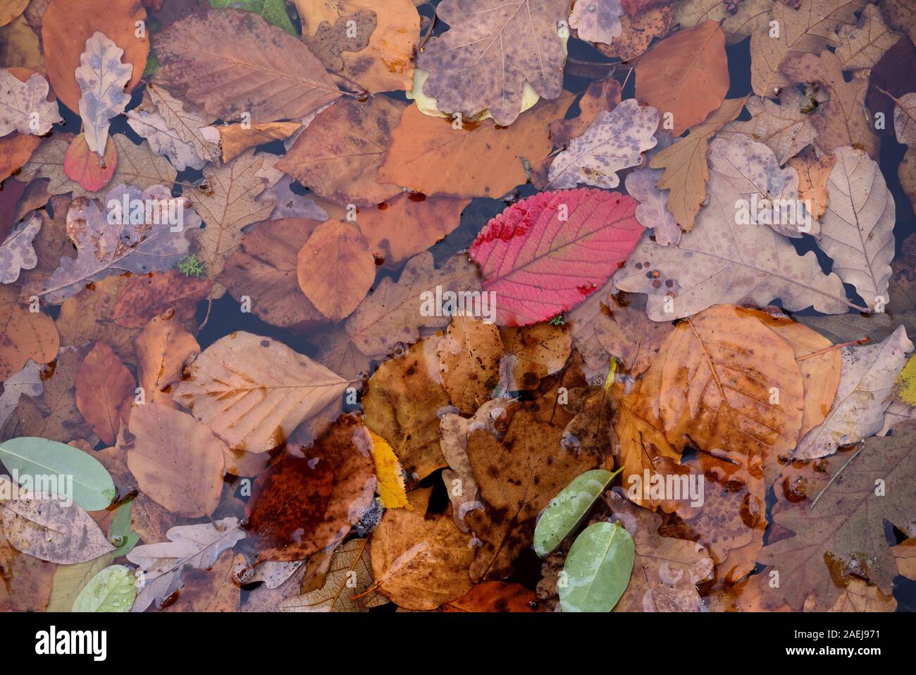 Many colorful leaves from the trees float side by side in autumn on a ...