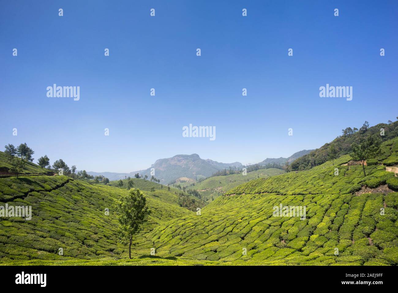 Crop fields agricultural plantations hi-res stock photography and ...
