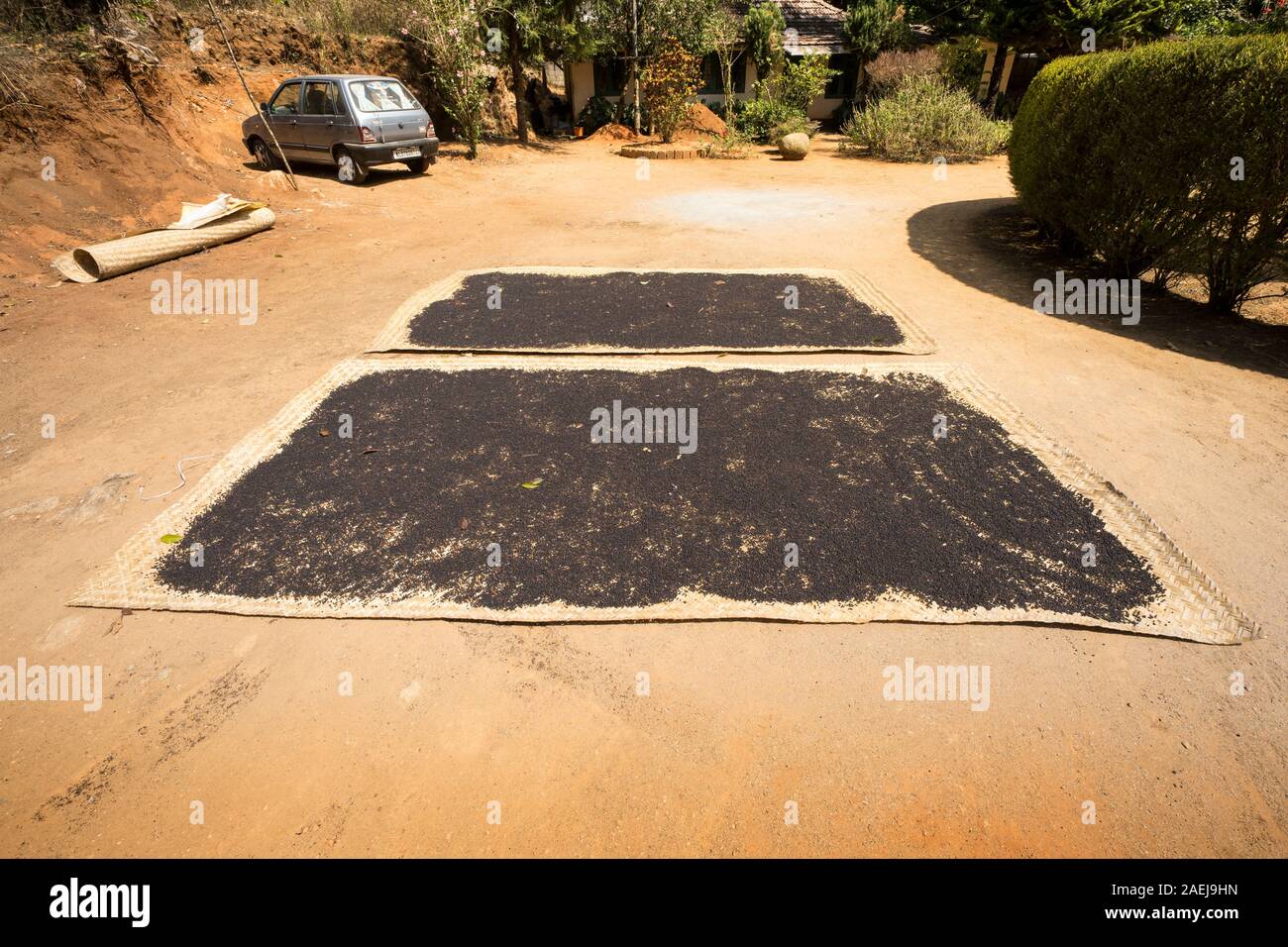 Black Pepper sun drying, Kerala, India Stock Photo - Alamy