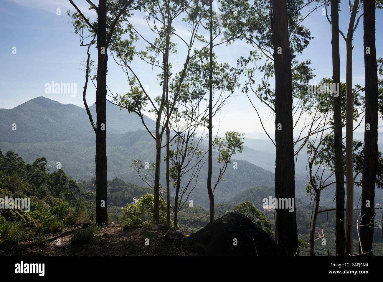 Forest, Munnar, Kerala, India Stock Photo - Alamy