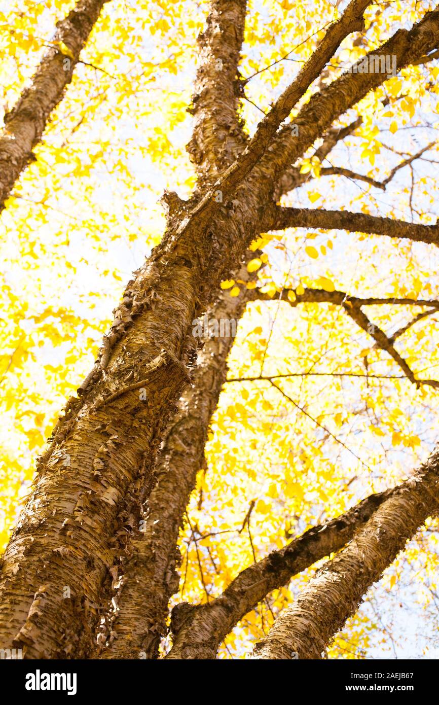 Yellow birch hi-res stock photography and images - Alamy