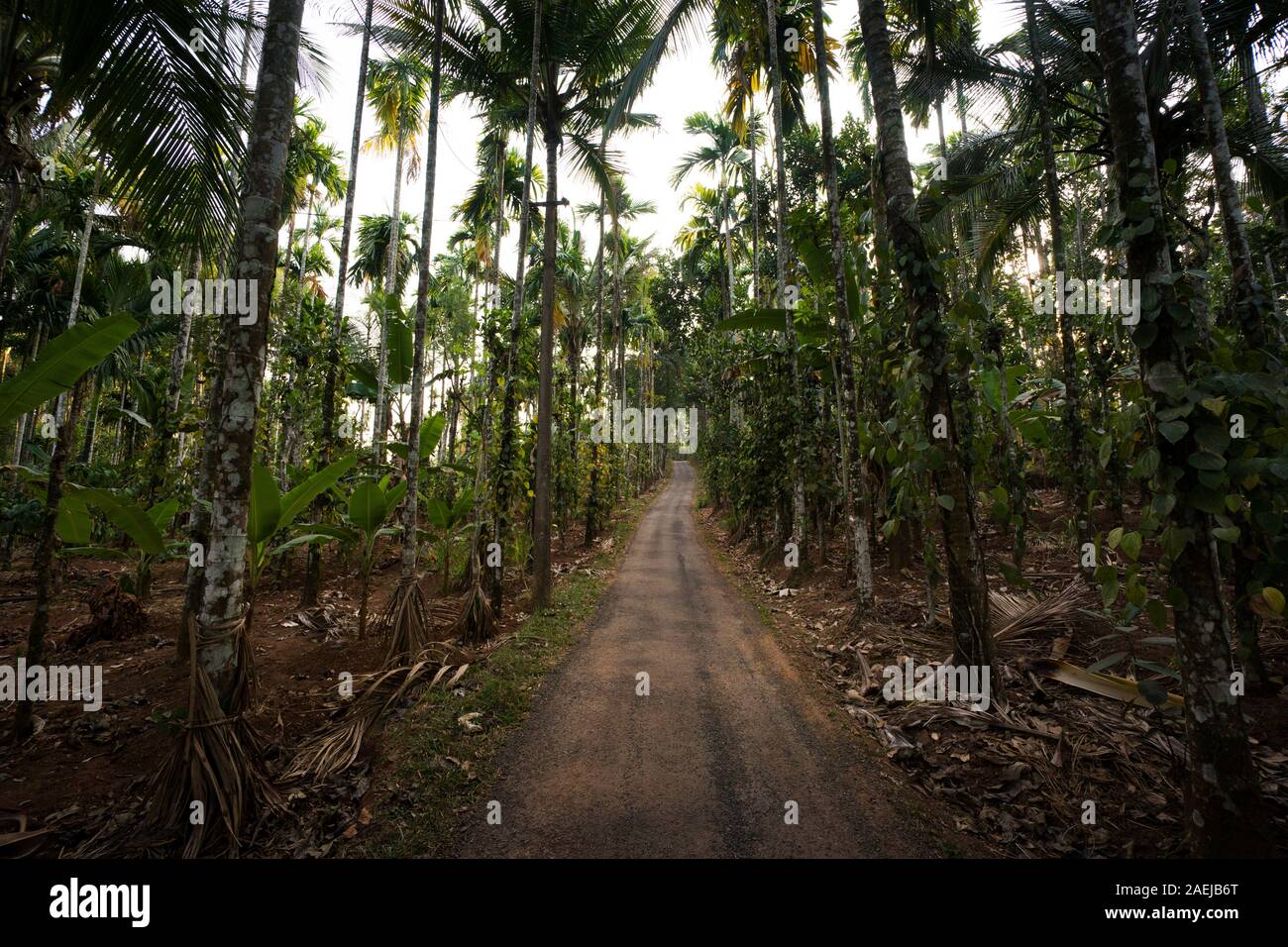 Spice farm, Wayanad, India Stock Photo - Alamy