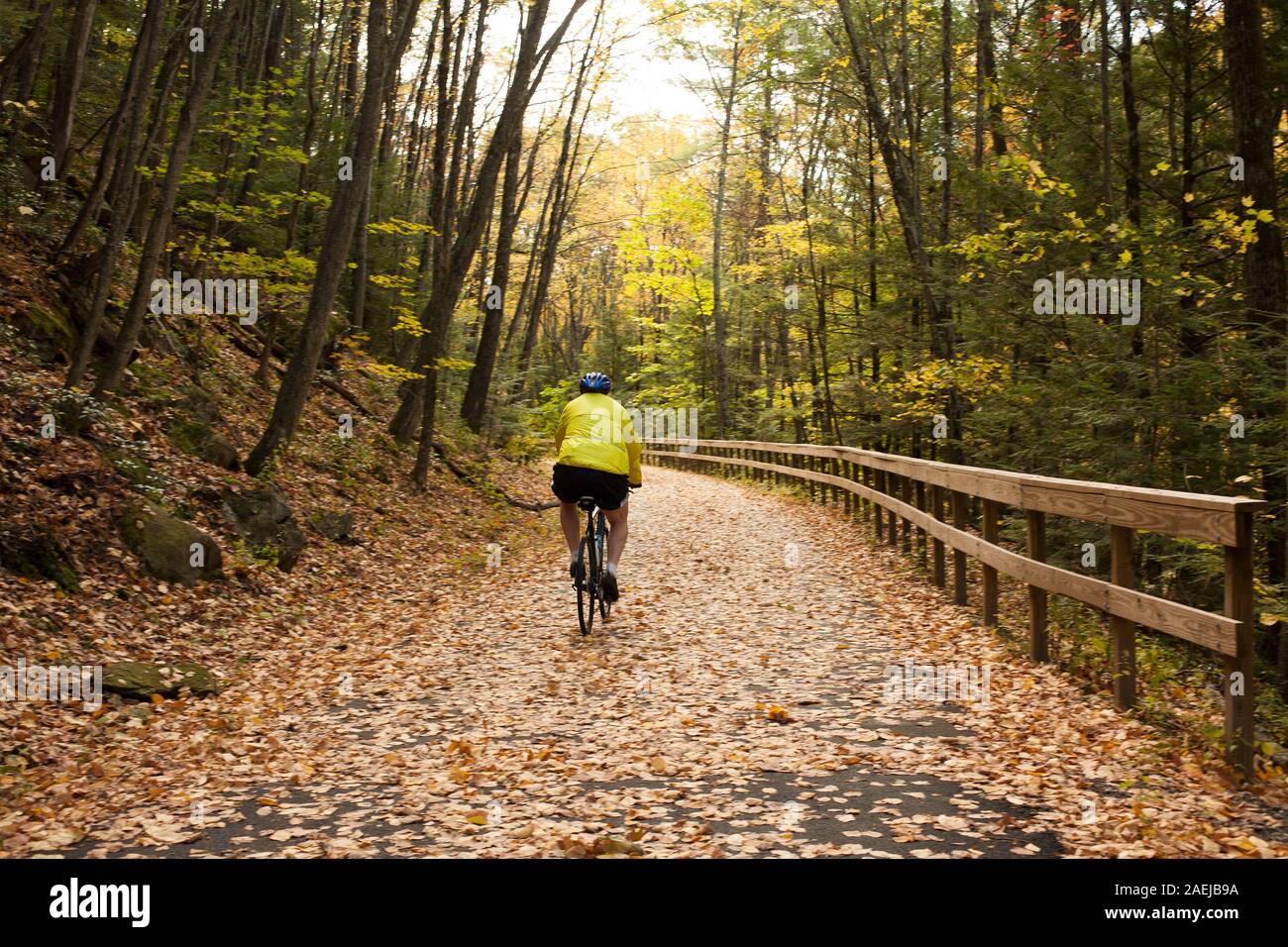 Bicyclist rides along a leafy bike path in Massachusetts, USA Stock ...