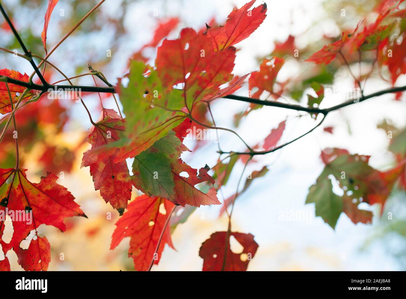 Colorful maple leaves blue sky hi-res stock photography and images - Alamy