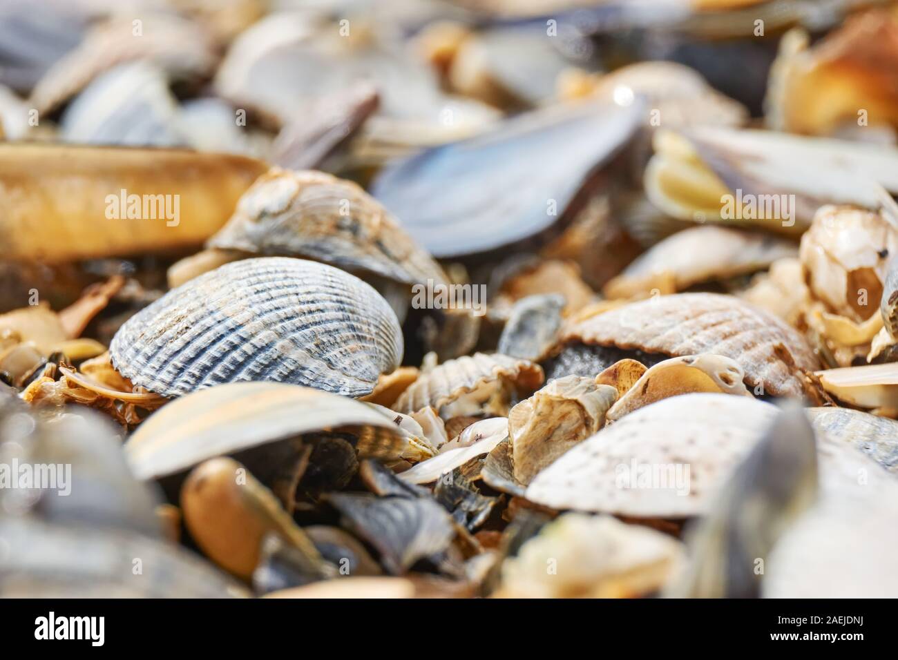Macro photo of multiple shells on a beach with selective focus in grey ...