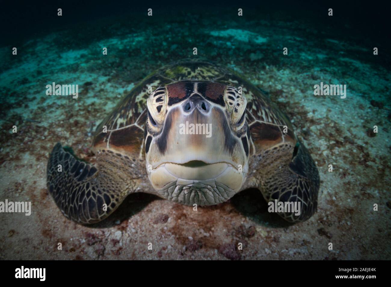 Green sea turtles algae hi-res stock photography and images - Alamy