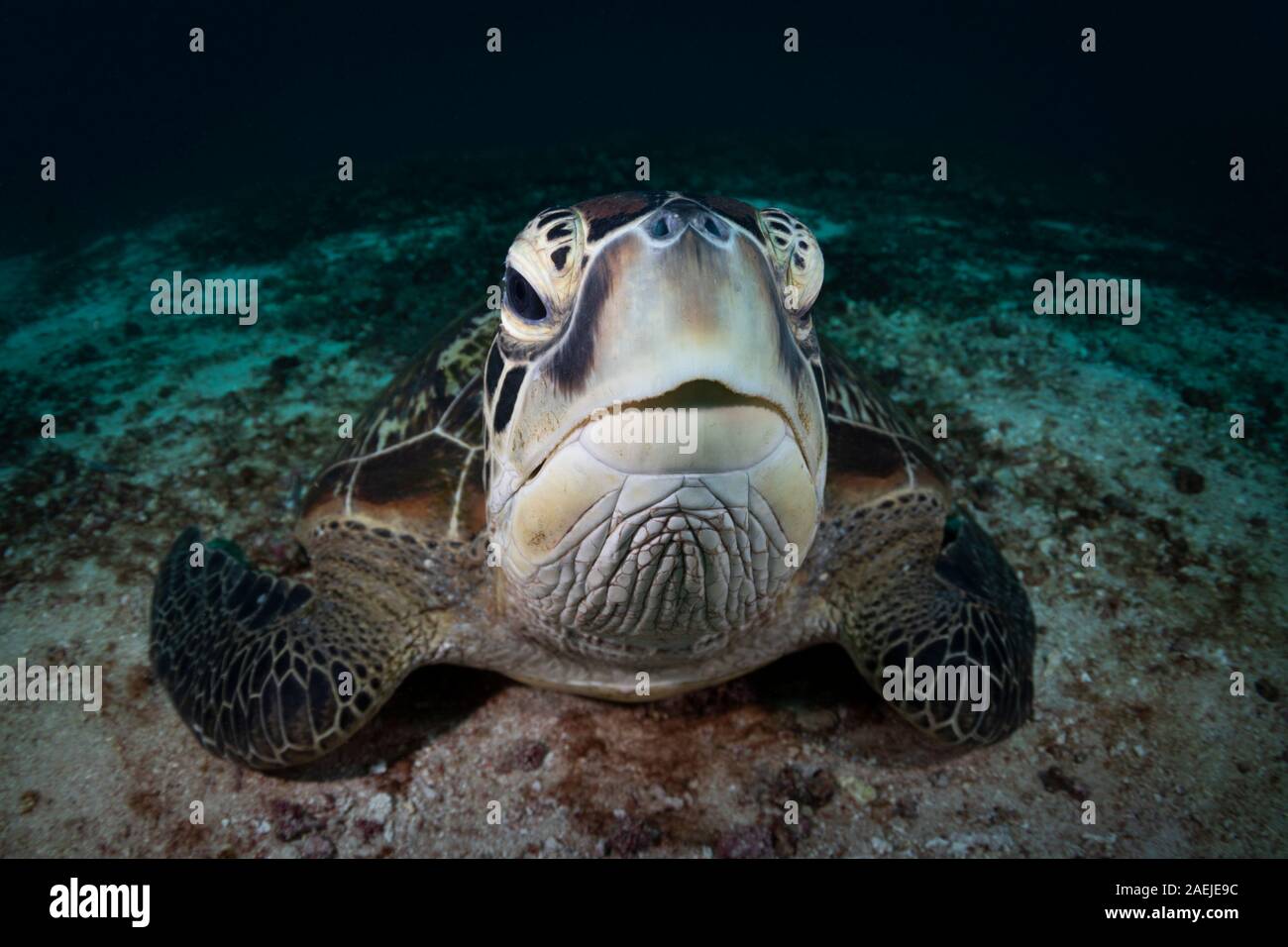 Green sea turtles algae hi-res stock photography and images - Alamy