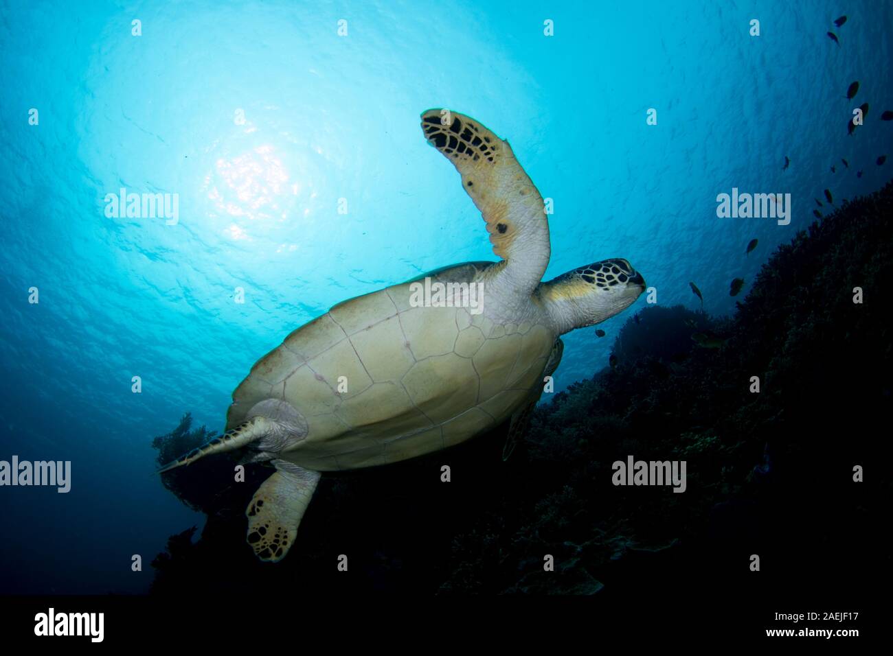 Green sea turtles algae hi-res stock photography and images - Alamy