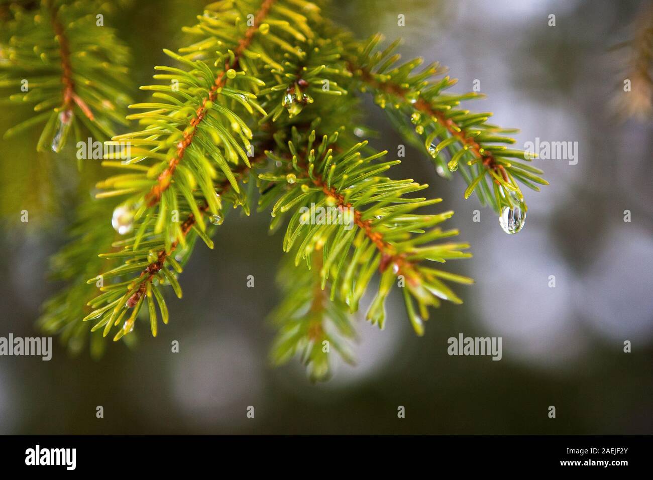 A water drop hanging from the needles pf a confier tree during snowmelt ...