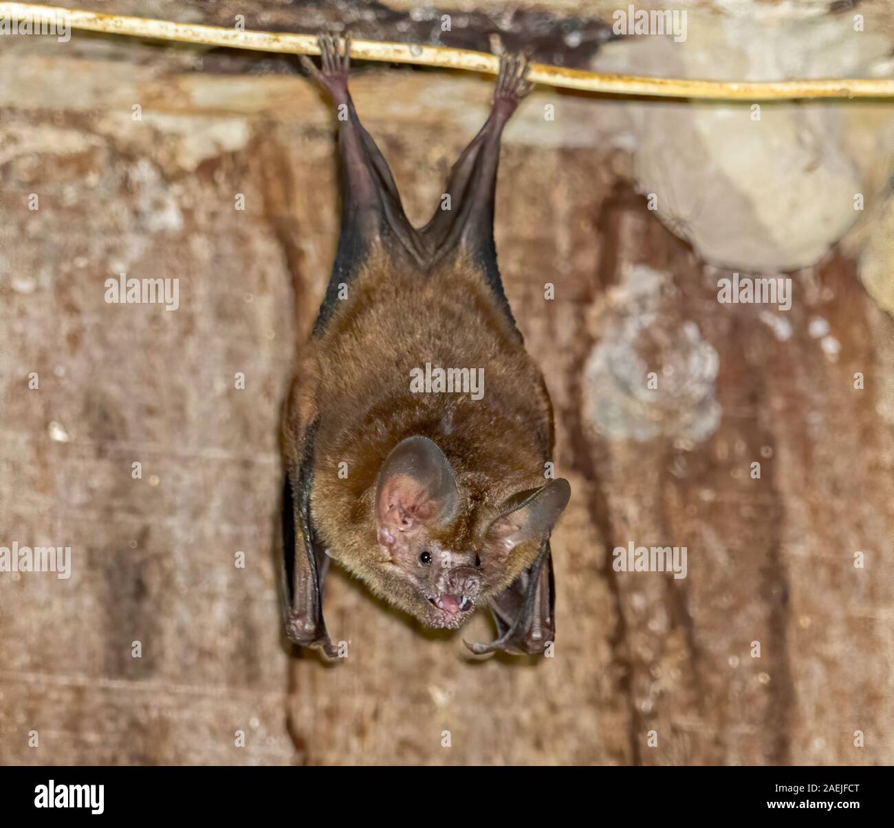 Common vampire bat teeth hi-res stock photography and images - Alamy