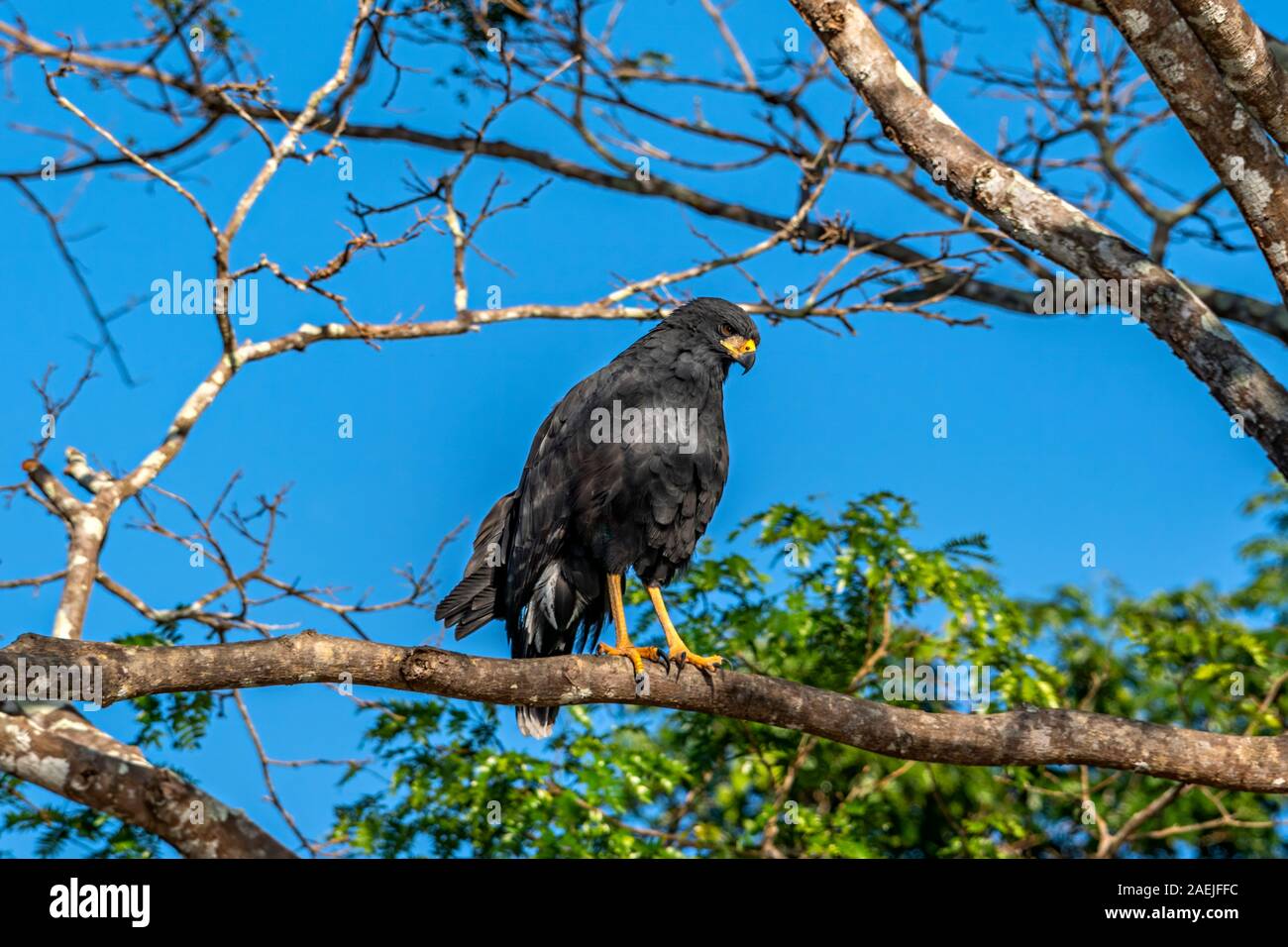 Hawk animal wildlife hi-res stock photography and images - Alamy