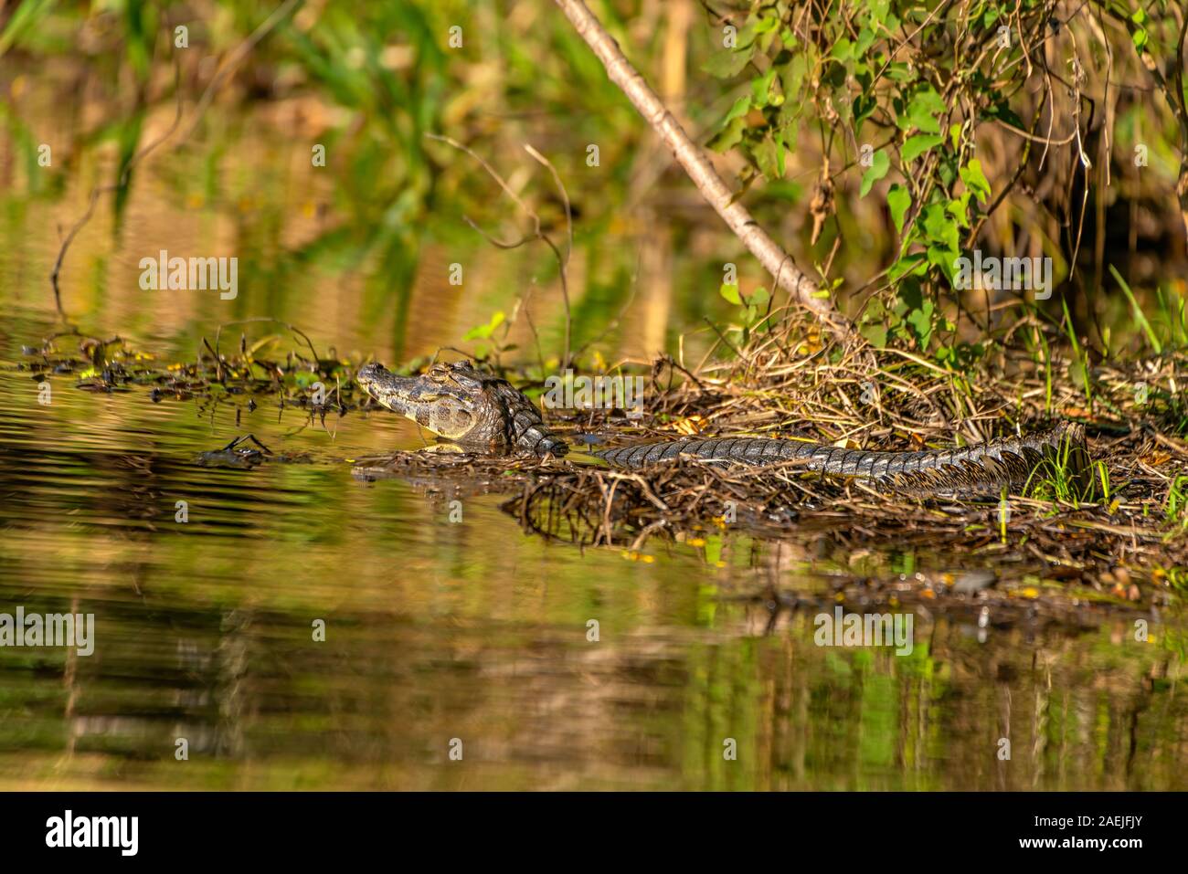 Spectacled caiman scales hi-res stock photography and images - Alamy