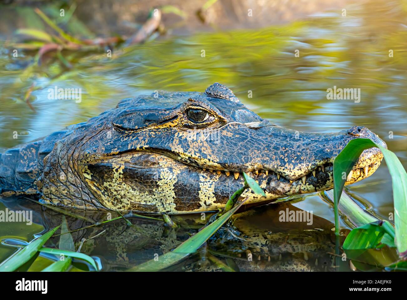 Caiman Close Up #16 Stock Photo - Alamy