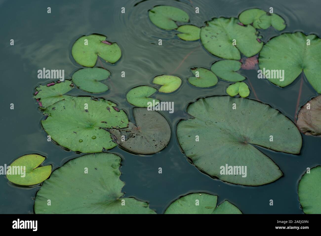 Leaf of lotus flower. close up Stock Photo - Alamy