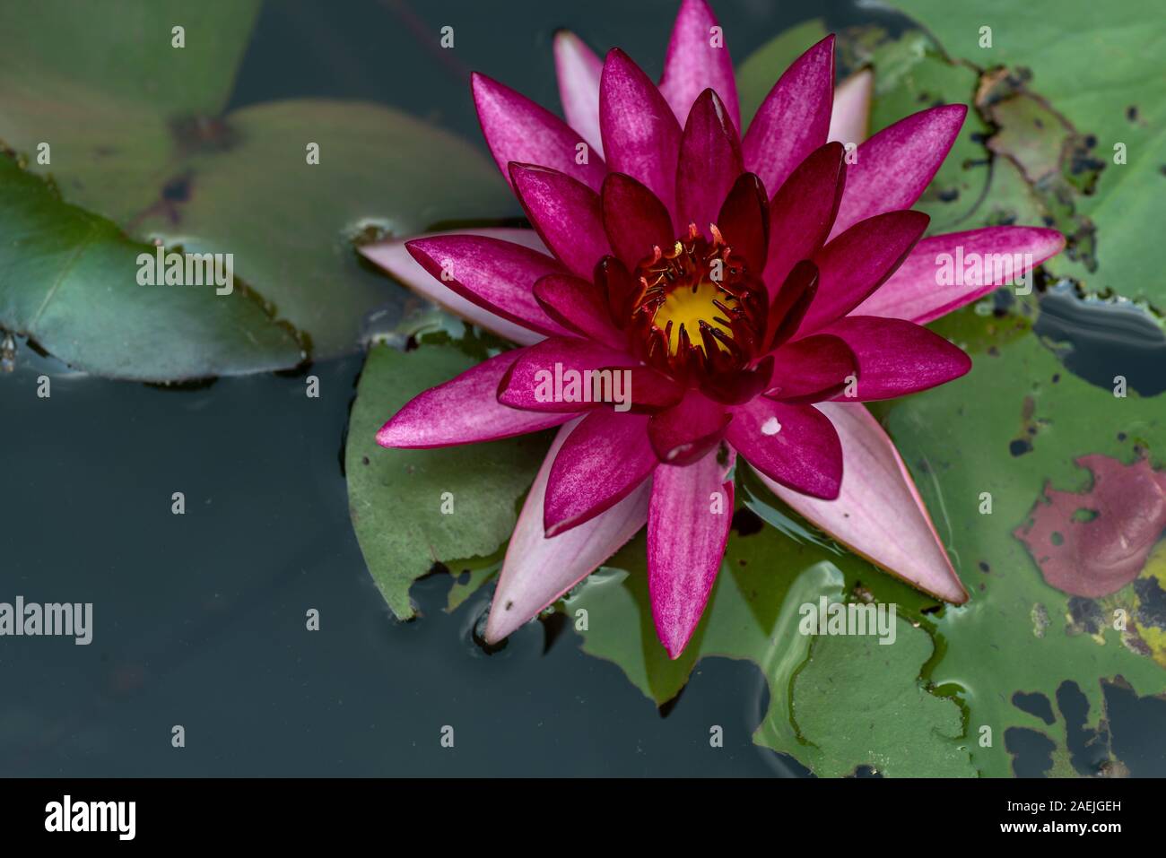 Beautiful waterlily or lotus flower in pond Stock Photo - Alamy