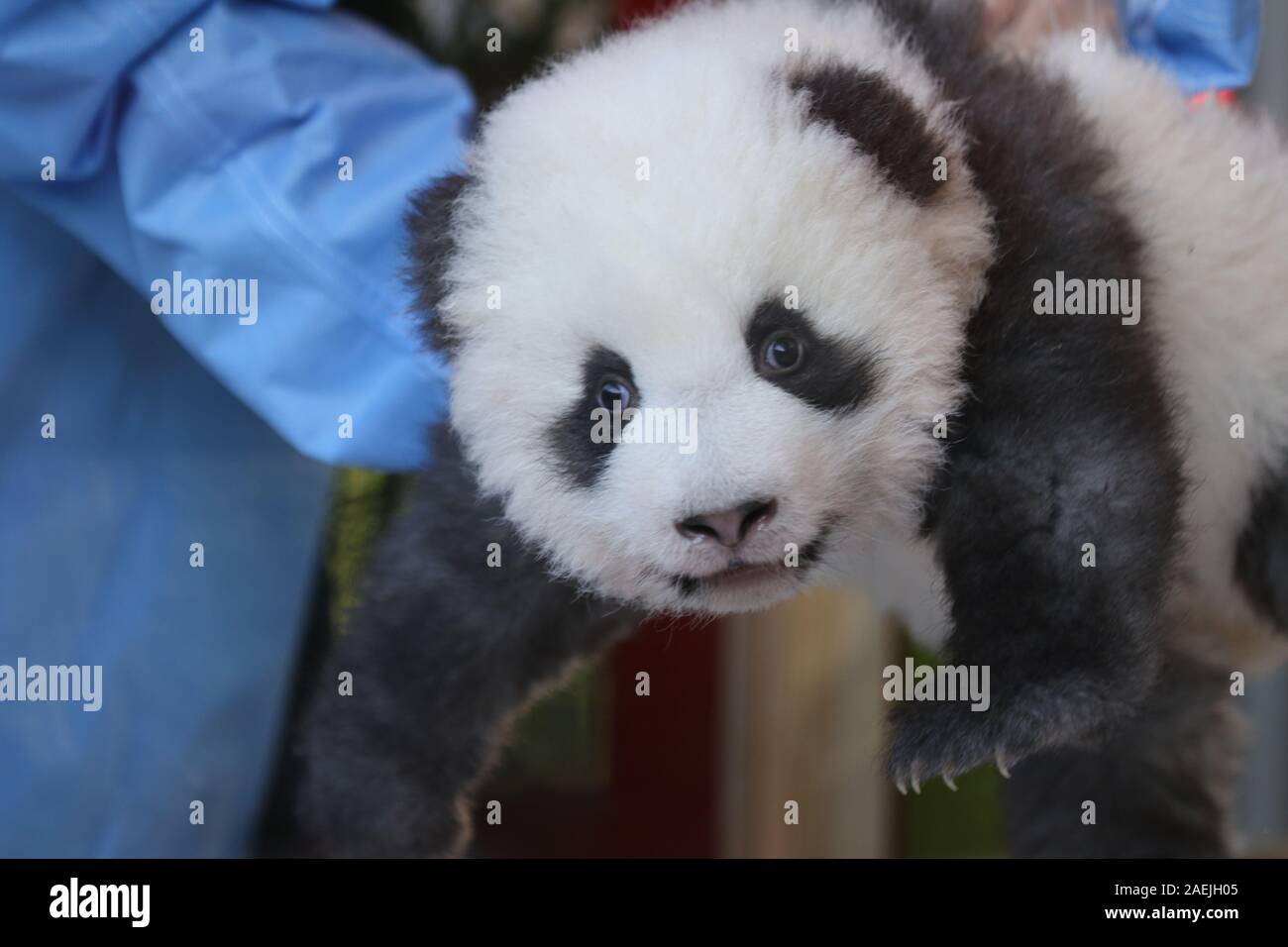 Panda zwilling hi-res stock photography and images - Alamy