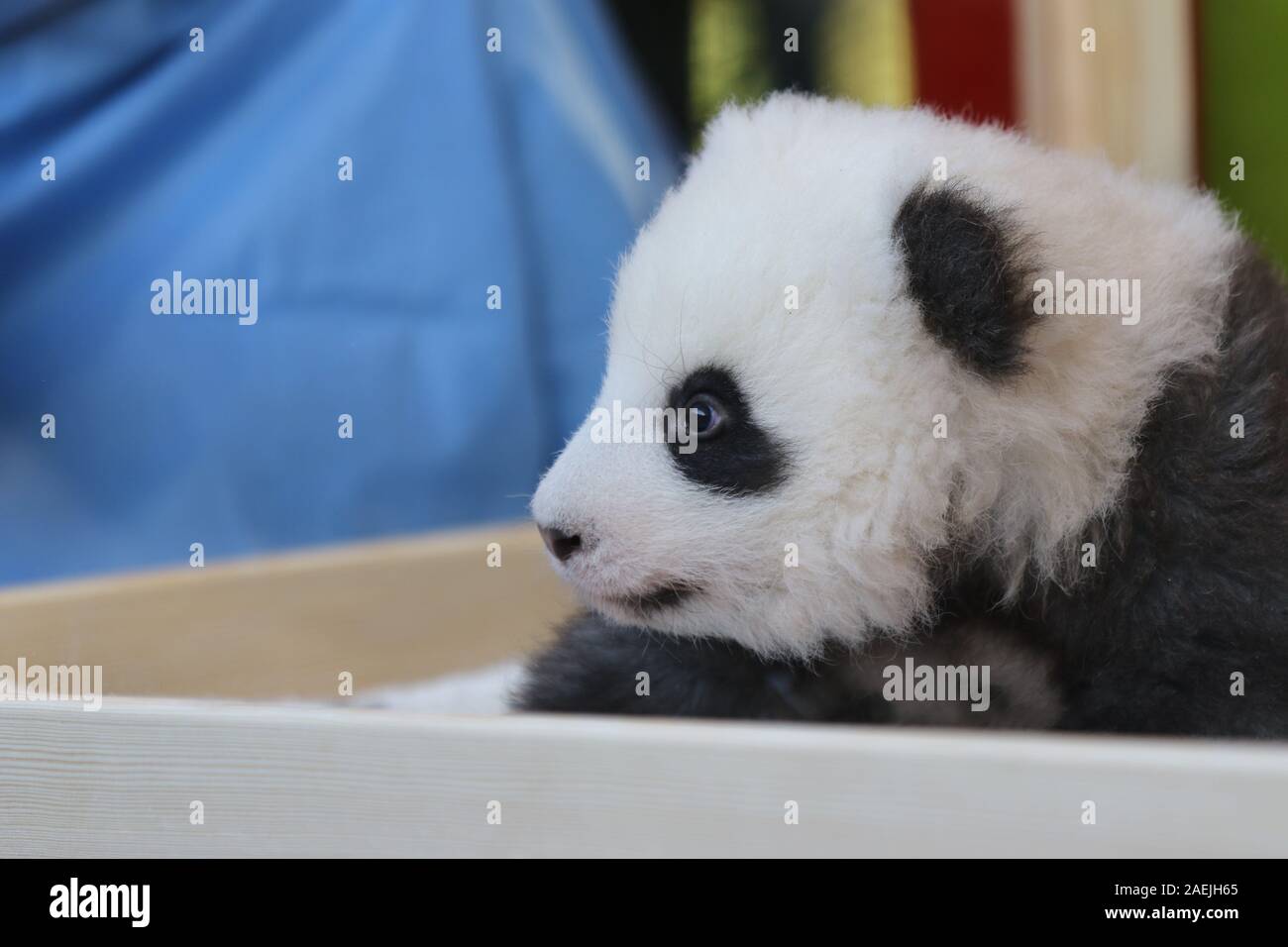Panda zwilling hi-res stock photography and images - Alamy