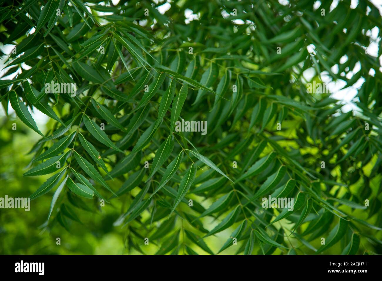Azadirachta indica - A branch of neem tree leaves. Natural Medicine ...