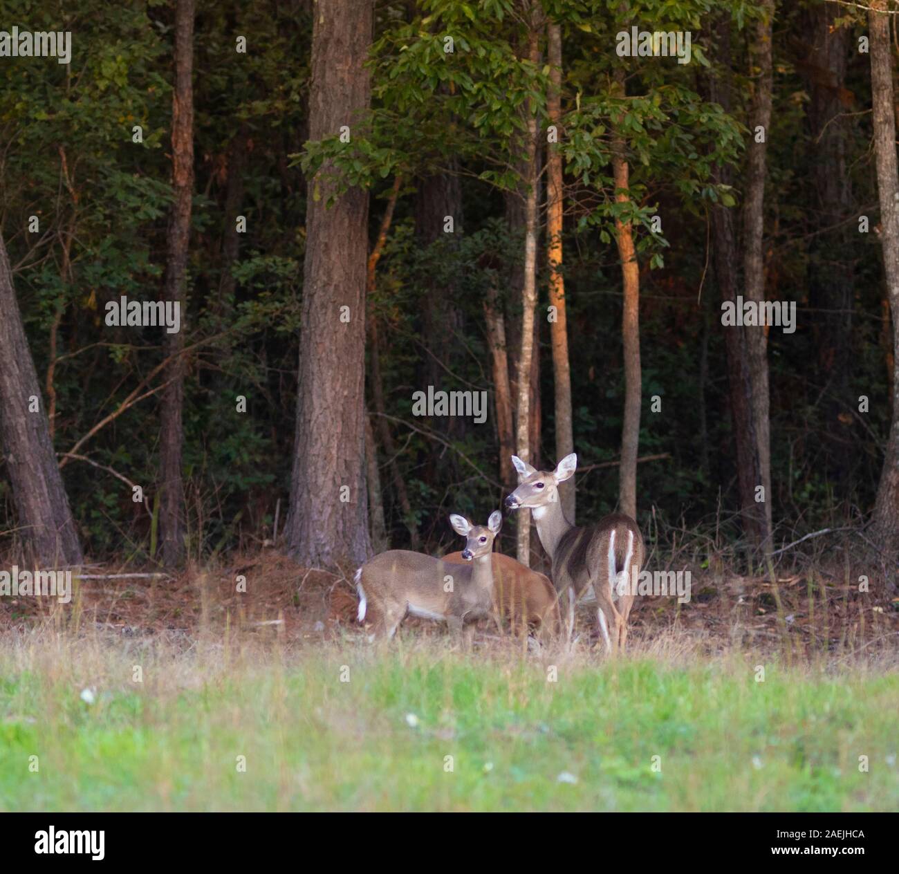 Three whitetail deer near a forest edge close to Raeford in North ...