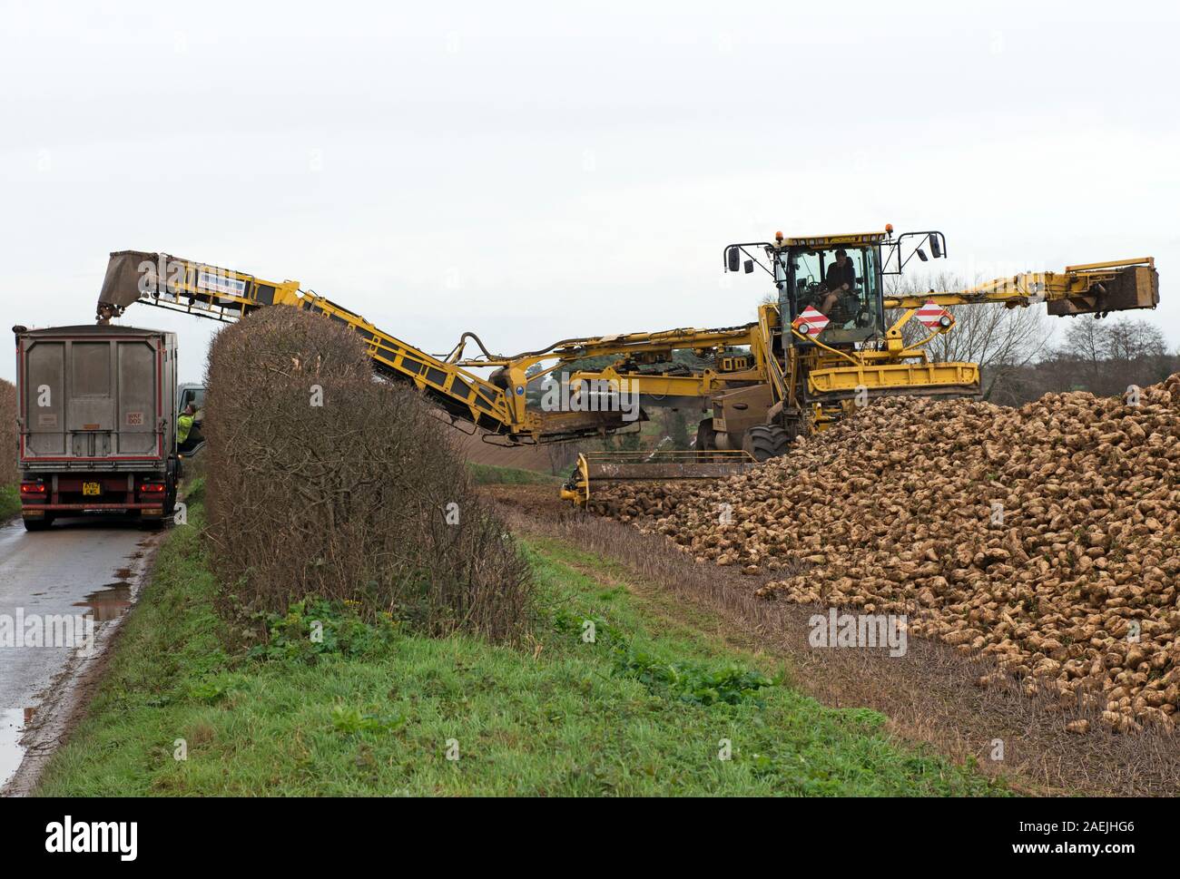 Sugar beet loaded onto lorry hi-res stock photography and images - Alamy