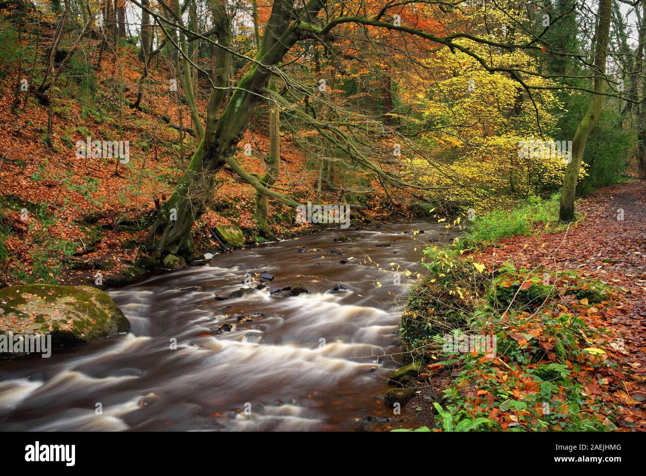 UK,South Yorkshire,Sheffield,River Rivelin in Autumn Stock Photo - Alamy