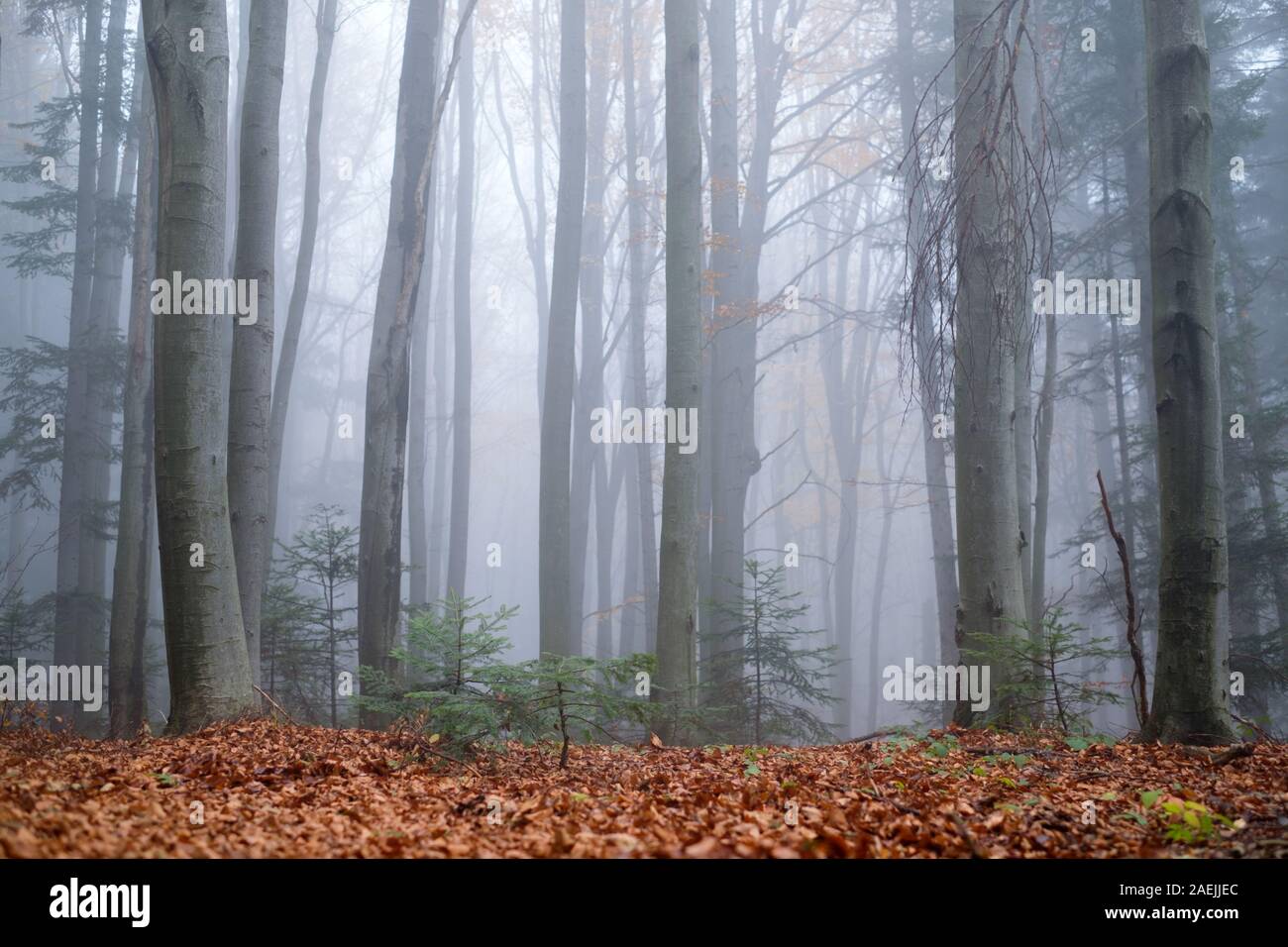 Mysterious dark beech forest in fog. Autumn morning in the misty woods. Magical foggy atmosphere ...