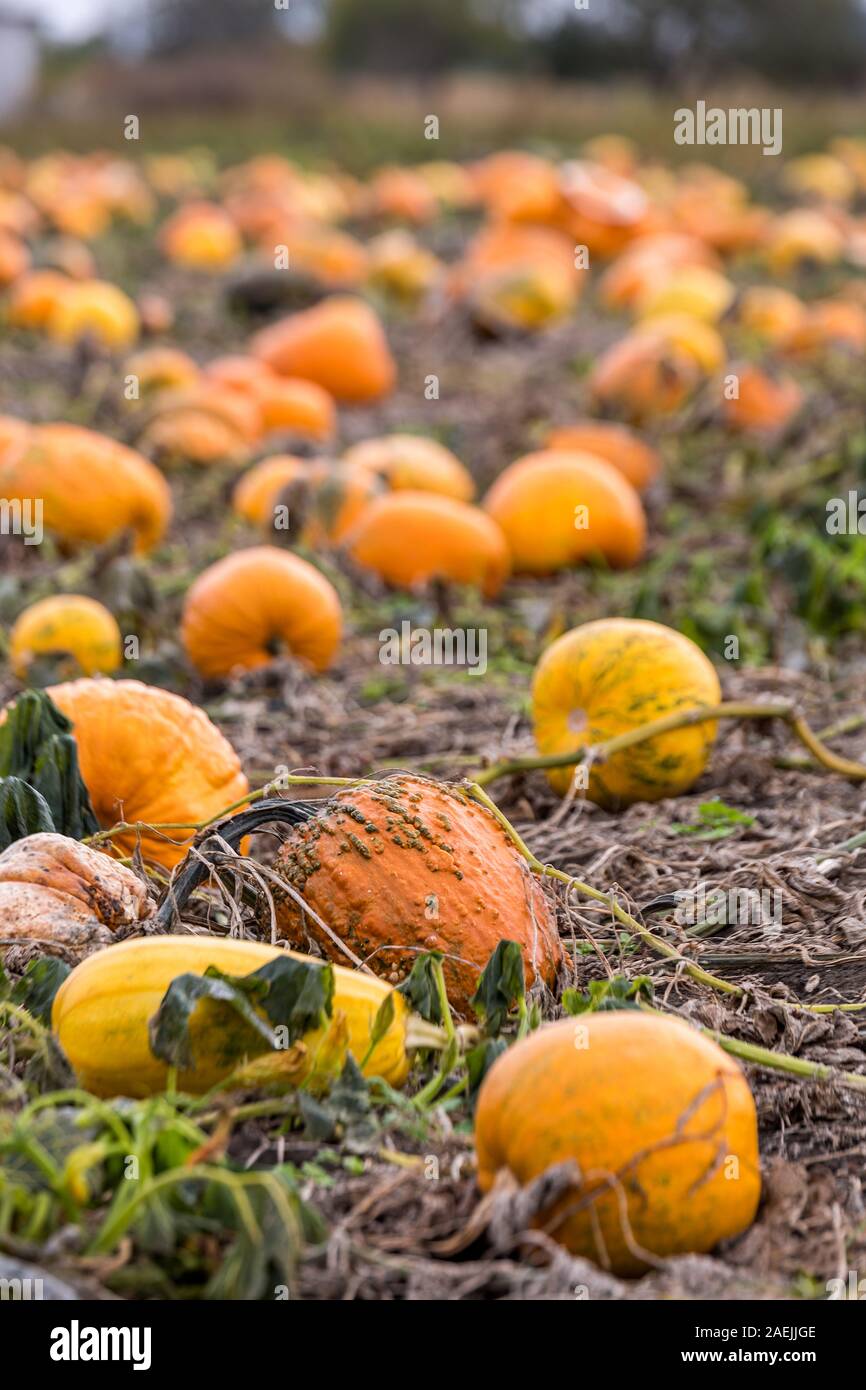 Fresh healthy bio pumpkins on farmer agricultural field at autumn ...