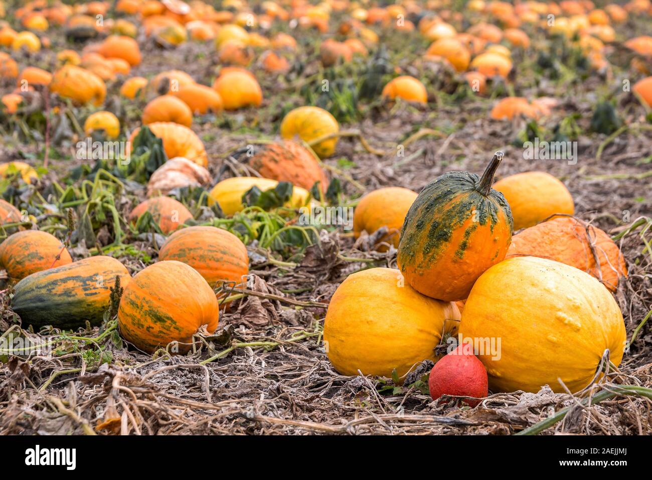 Fresh healthy bio pumpkins on farmer agricultural field at autumn ...