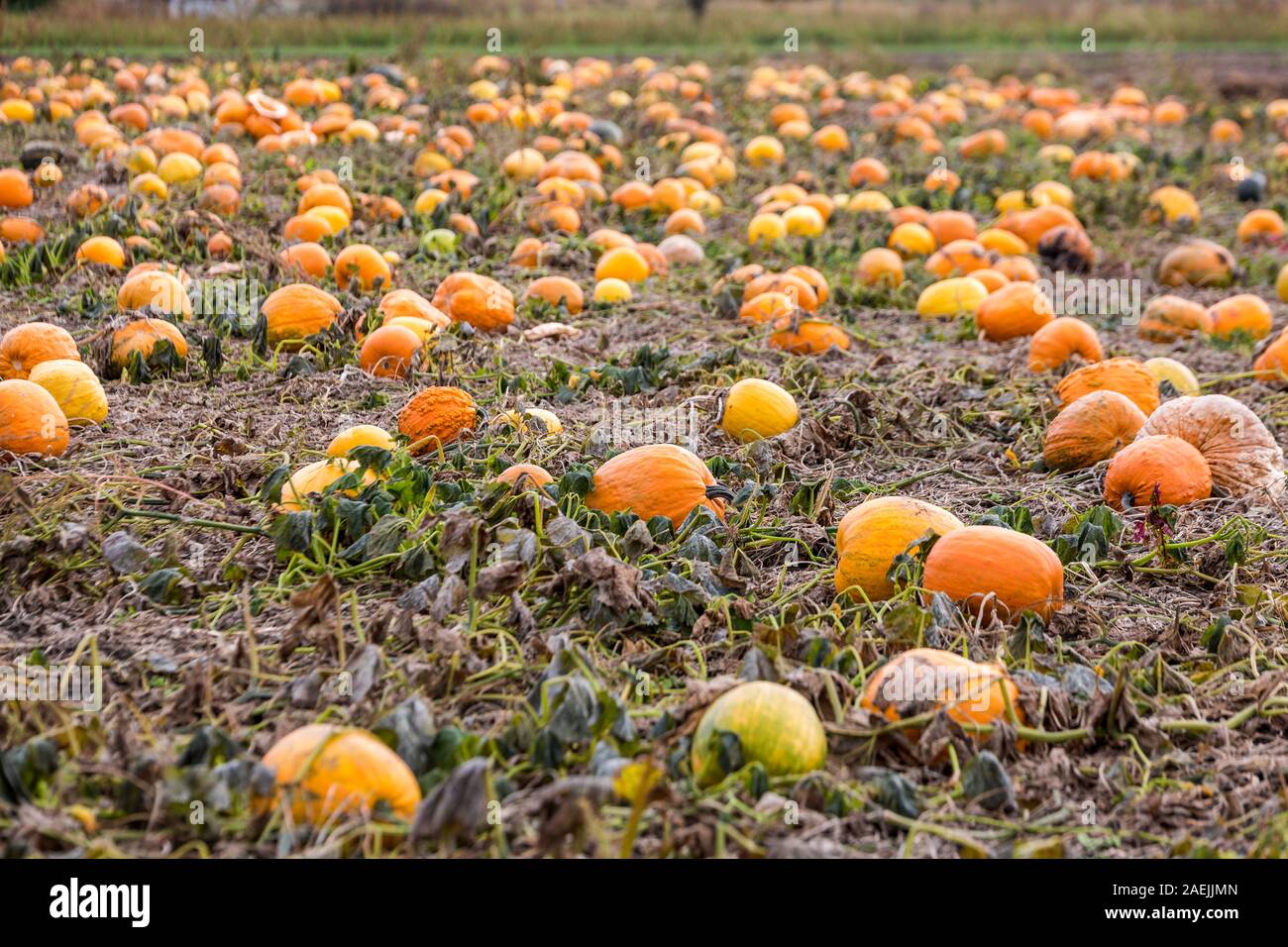 Fresh healthy bio pumpkins on farmer agricultural field at autumn ...