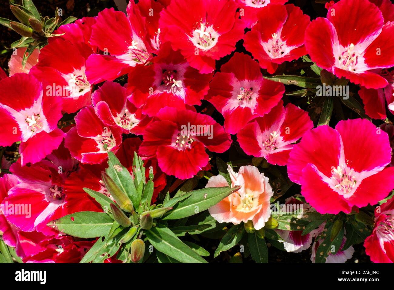 Godetia hi-res stock photography and images - Alamy