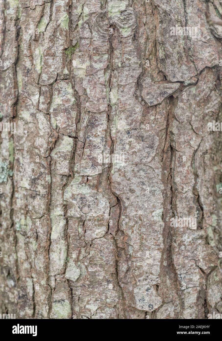Fissured tree bark texture of Common Alder / Alnus glutinosa. Parts of ...