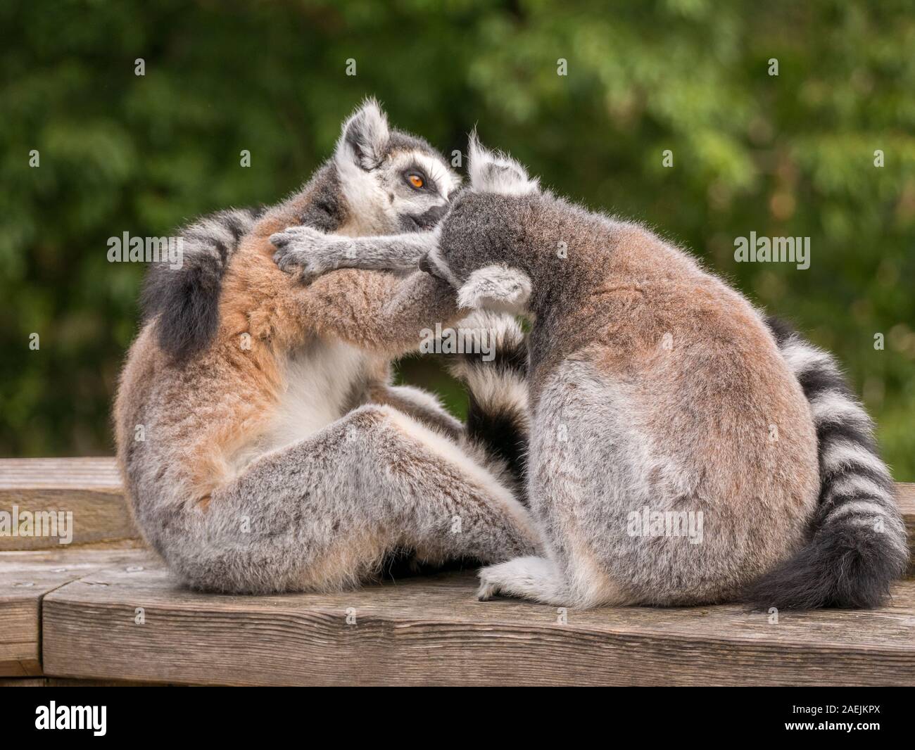 Ring tailed lemurs grooming each other at the Apenheul in The ...