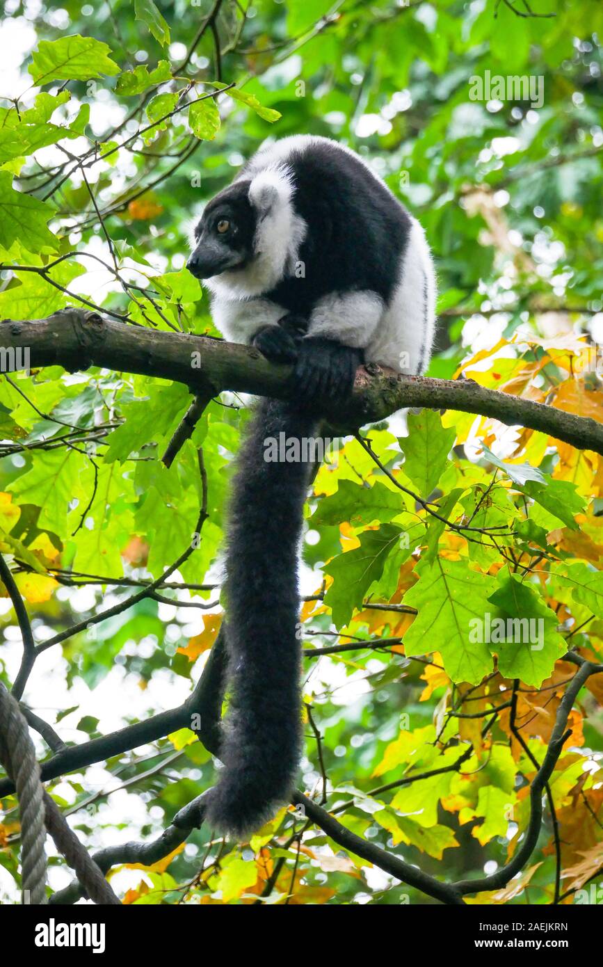 Black and white ruffed lemur varecia variegata in tree hi-res stock ...