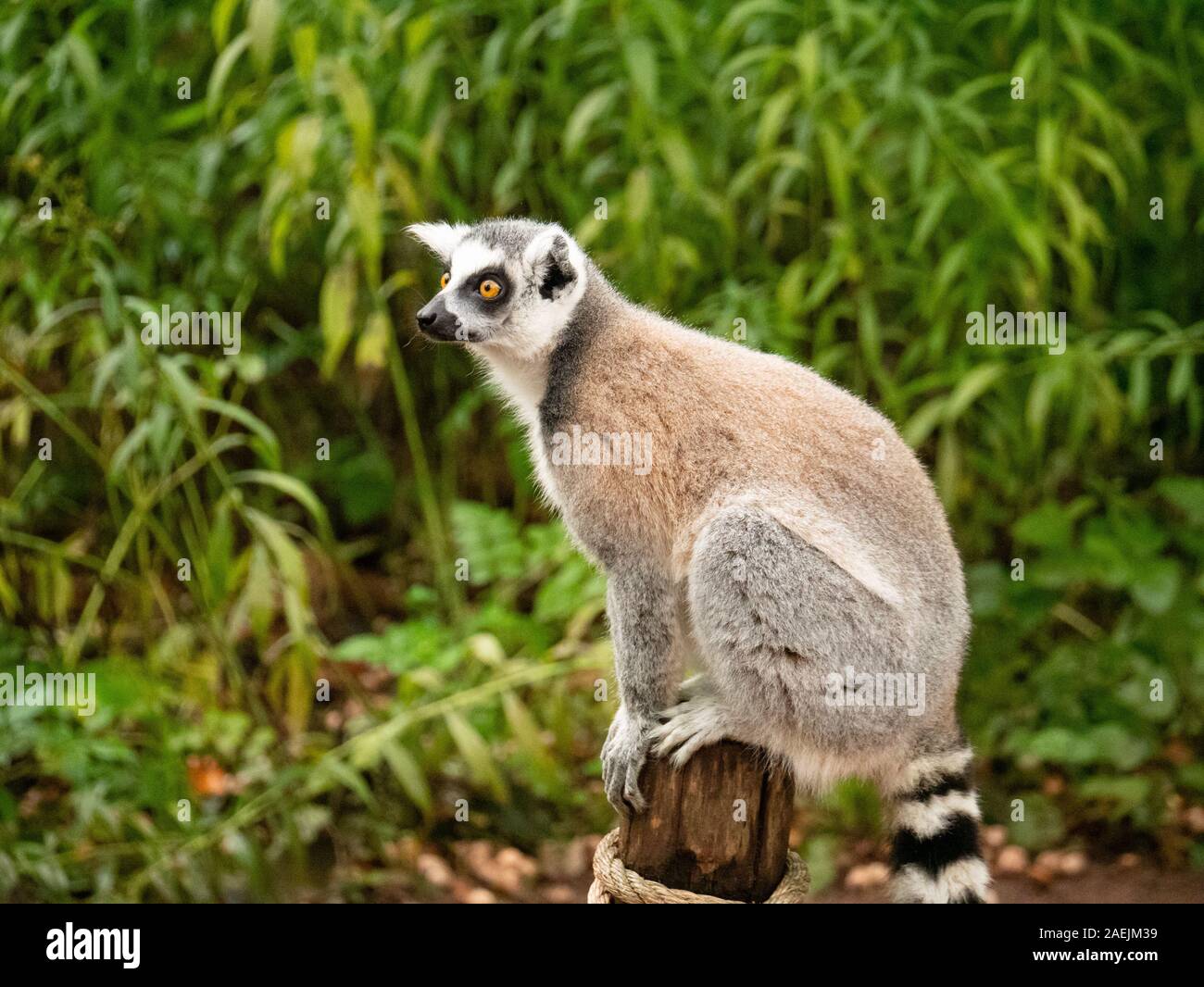 Ring tailed lemur enclosure park hi-res stock photography and images ...