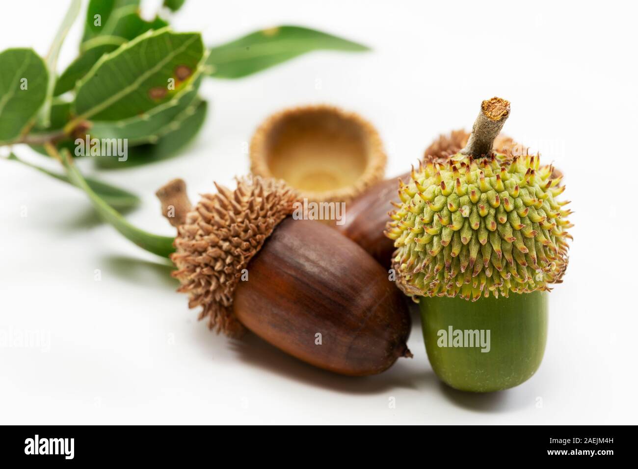 Close up shot two dry and one green acorns with branches and leaves on ...