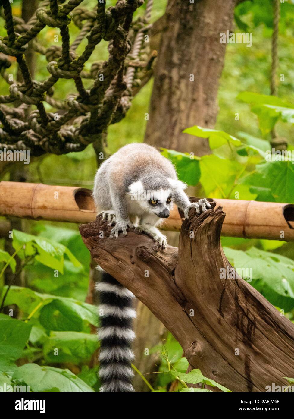 Ring tailed lemur enclosure park hi-res stock photography and images ...