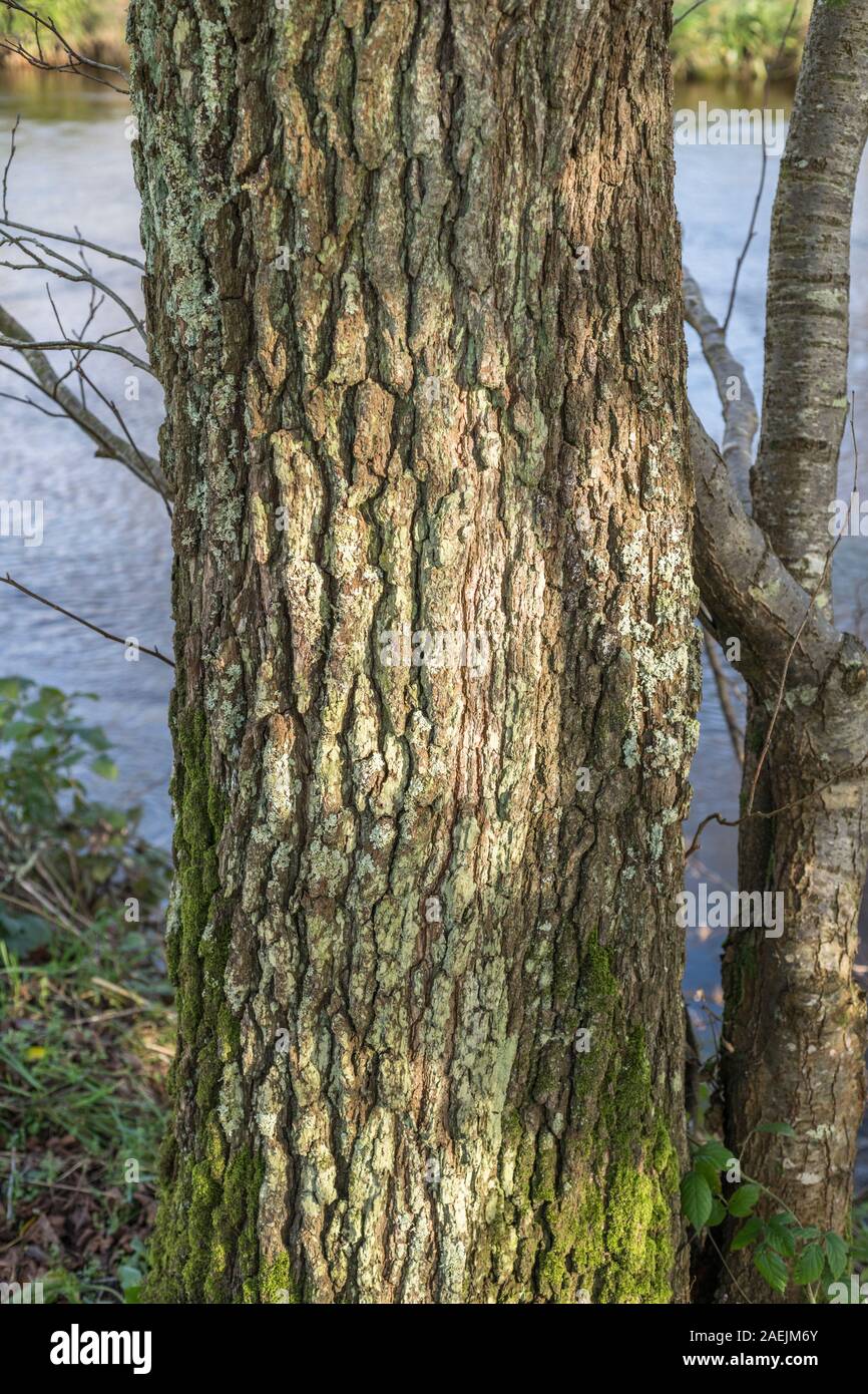 Black Alder Alnus Glutinosa Bark High Resolution Stock Photography and ...