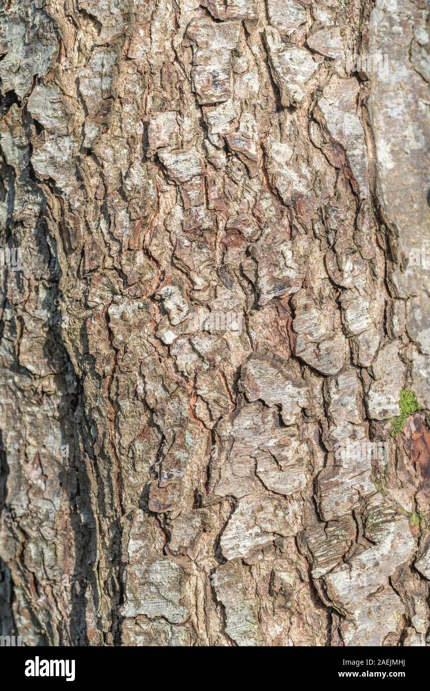 Fissured tree bark texture of Common Alder / Alnus glutinosa. Parts of ...